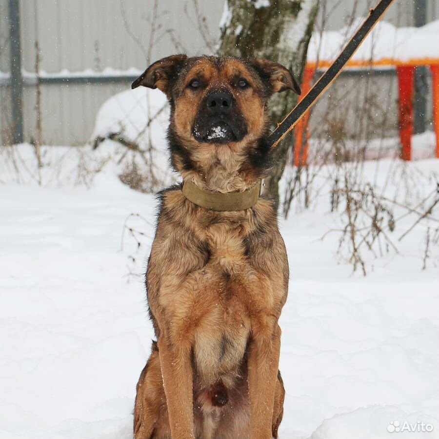 Собака в дар (Рыжик,метис)