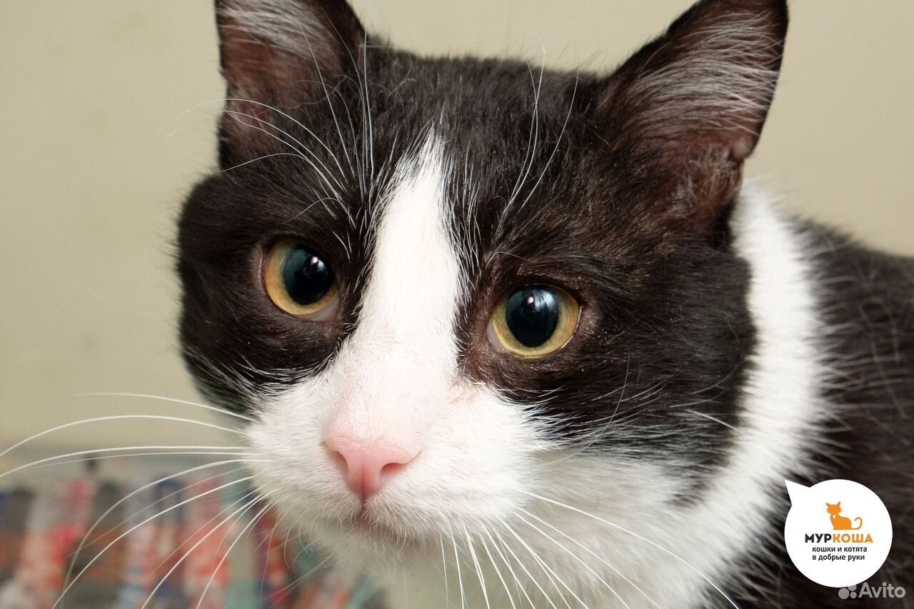 Кот Вилли верит в судьбоносную встречу