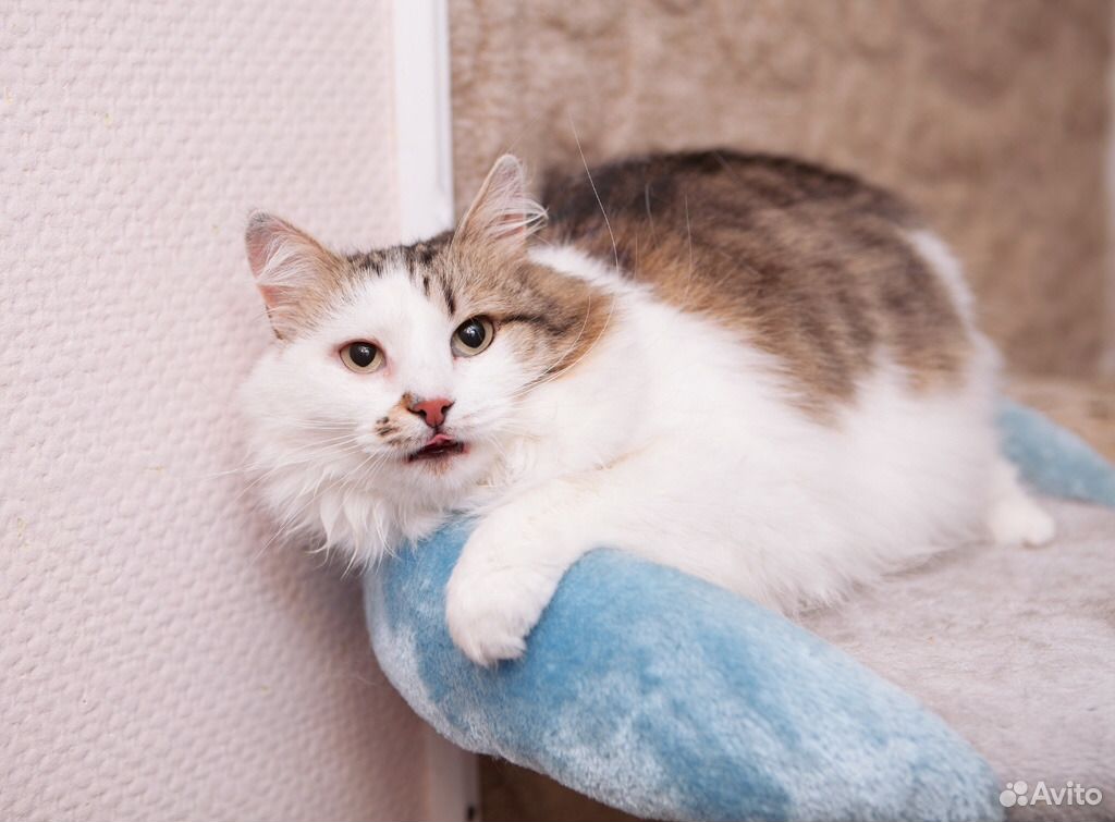 Кошечка Эмили