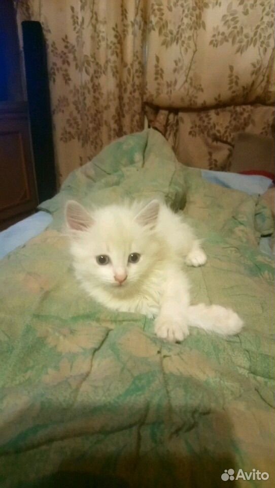 Кошки