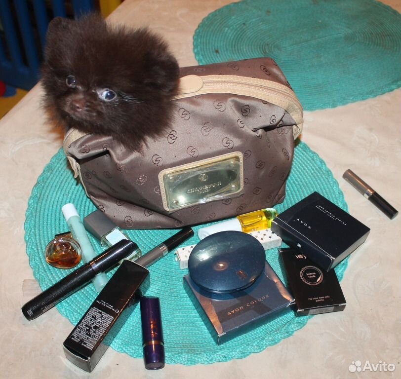 Померанский шпиц Шоколадный Помпон