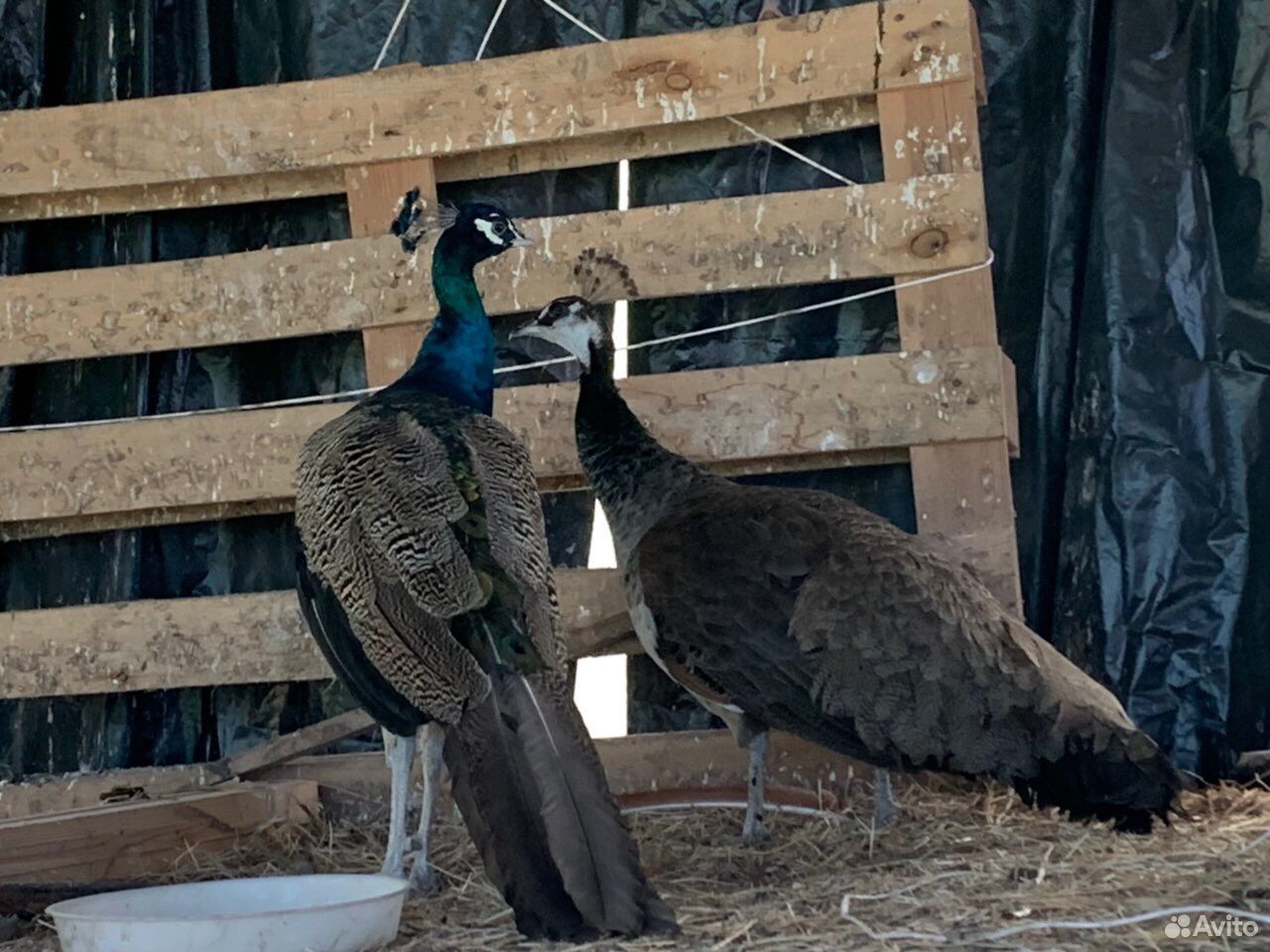 Продам павлинов
