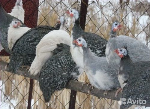 Яйцо Загорских белогрудых и Голубых цесарок