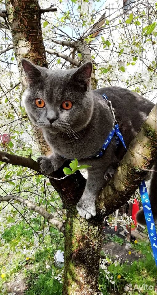 Кот для вязки