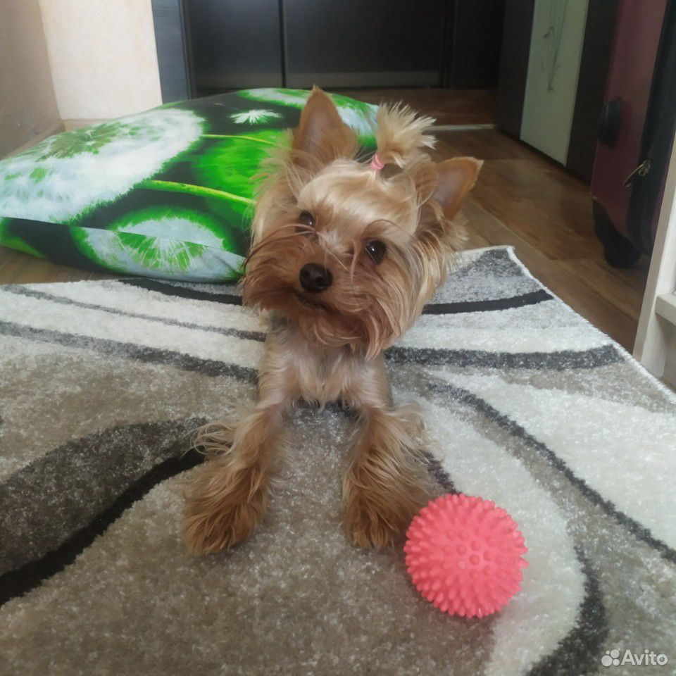 Йорик ищет девочку