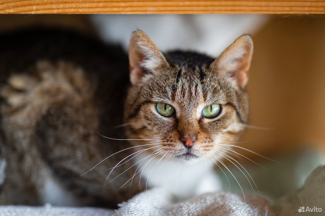 Ласковый котик Сенечка