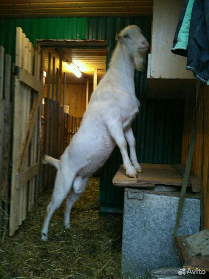 Ламанча козлы и козленок