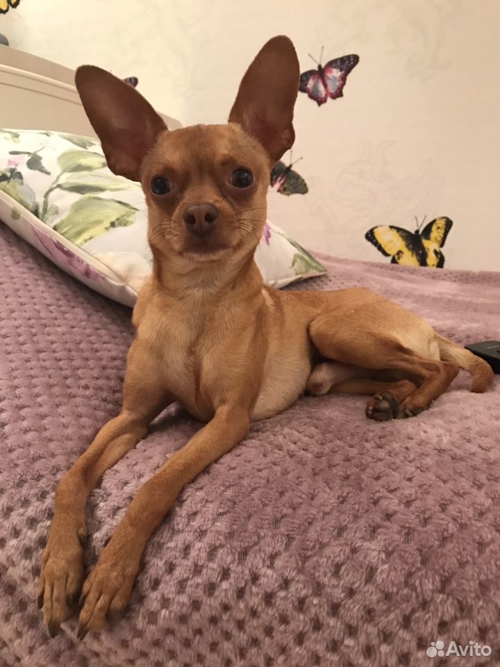 Той-терьер (вязка)