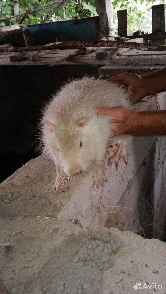 Продаю нутрий