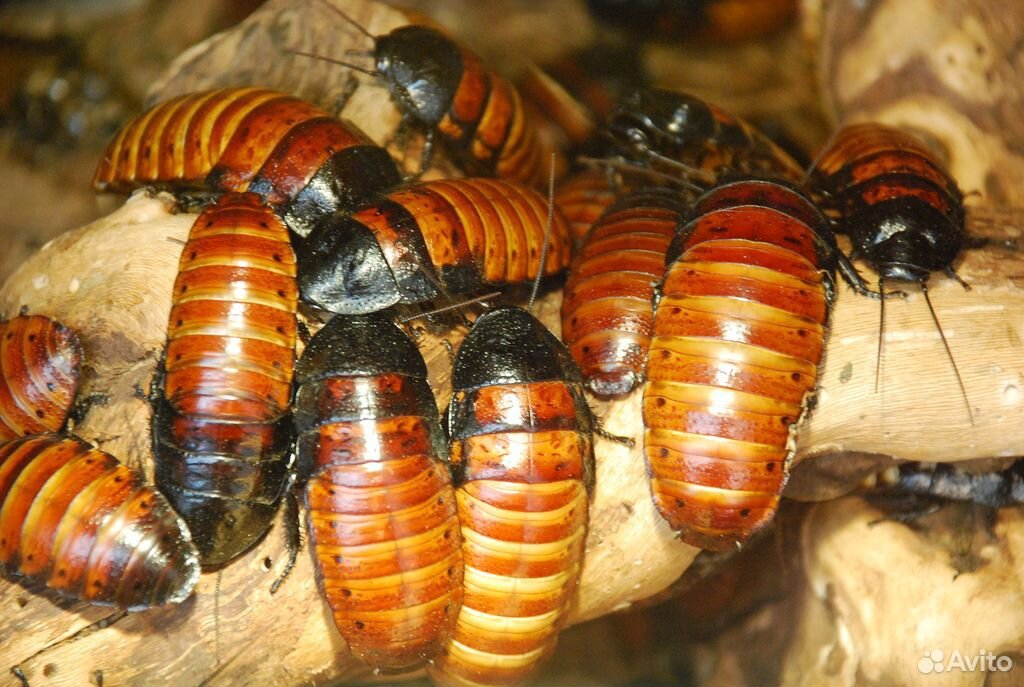 Мадагаскарский шипящий таракан