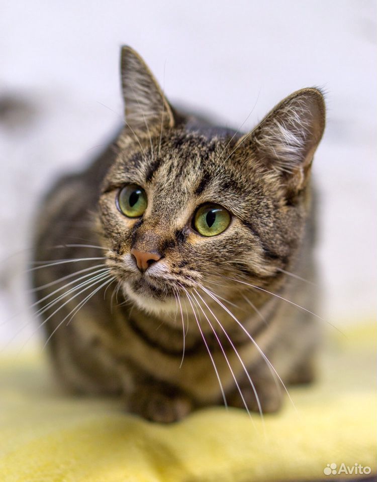 Кошка Тайра в добрые руки