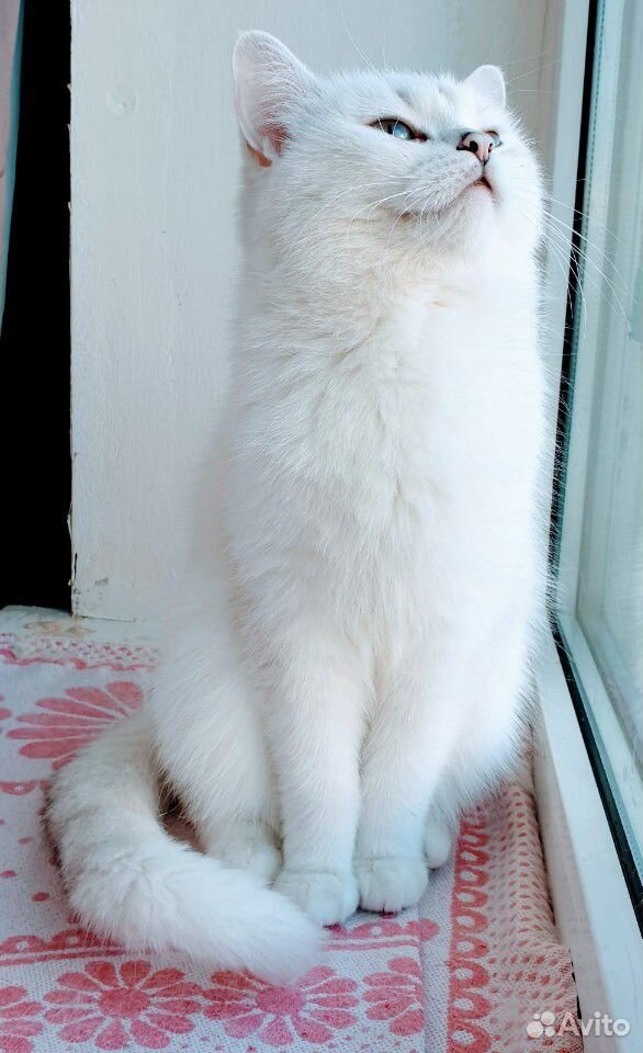 Британская шиншилла пойнт