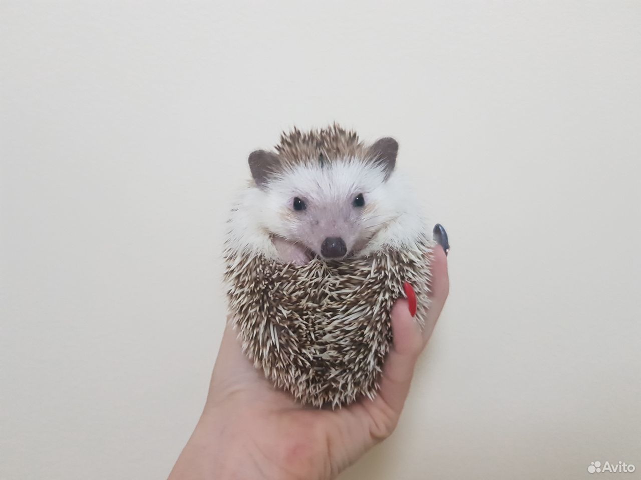 Африканские карликовые ежики