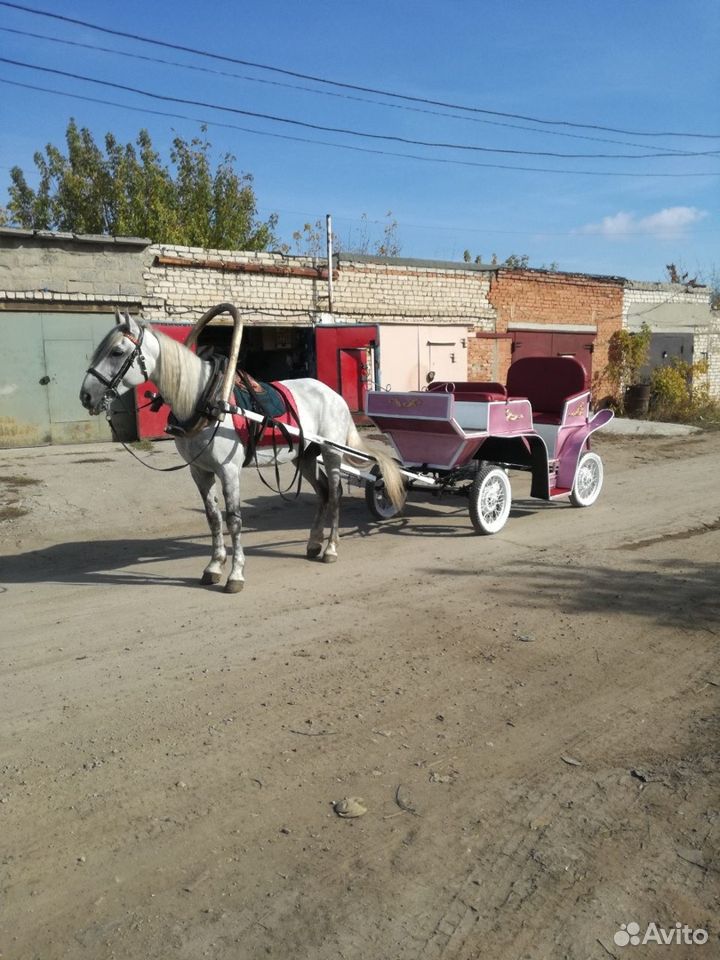 Лошадь в упряжь