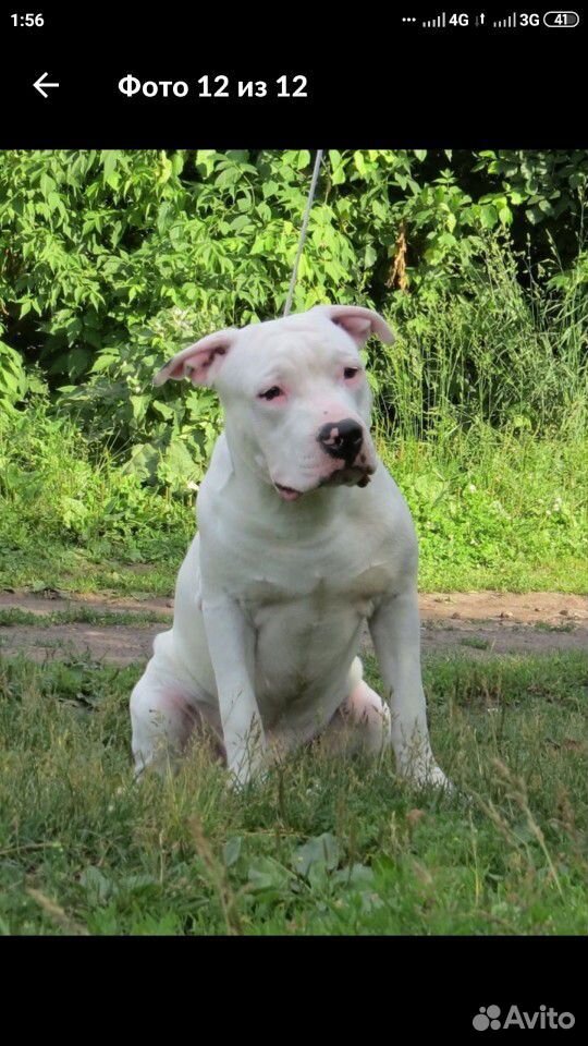 Предлагаю вашему вниманию молодого кобеля Стаффа