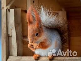 Белки алтайские из питомника