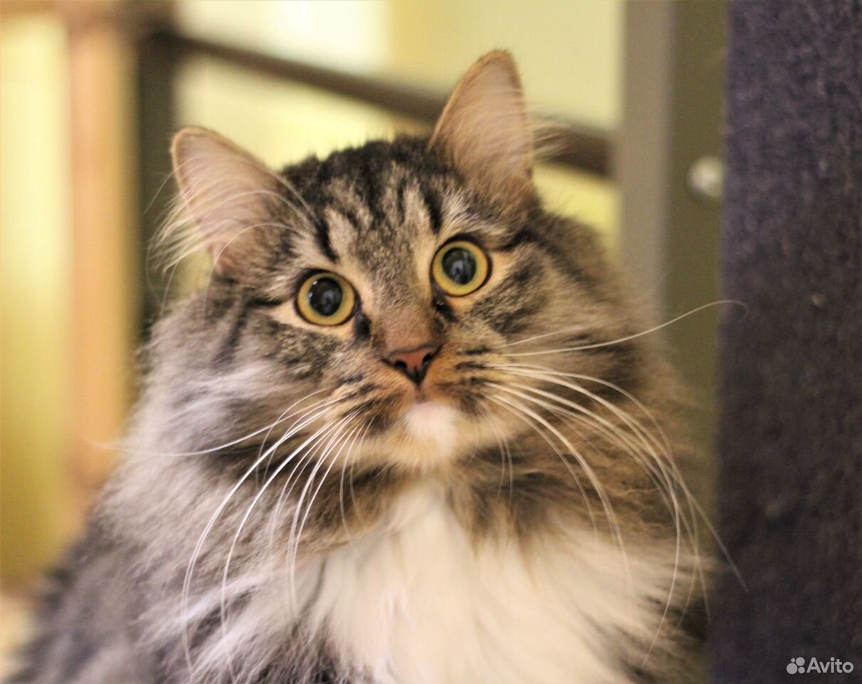 Герыч 1,5 года кот мальчик