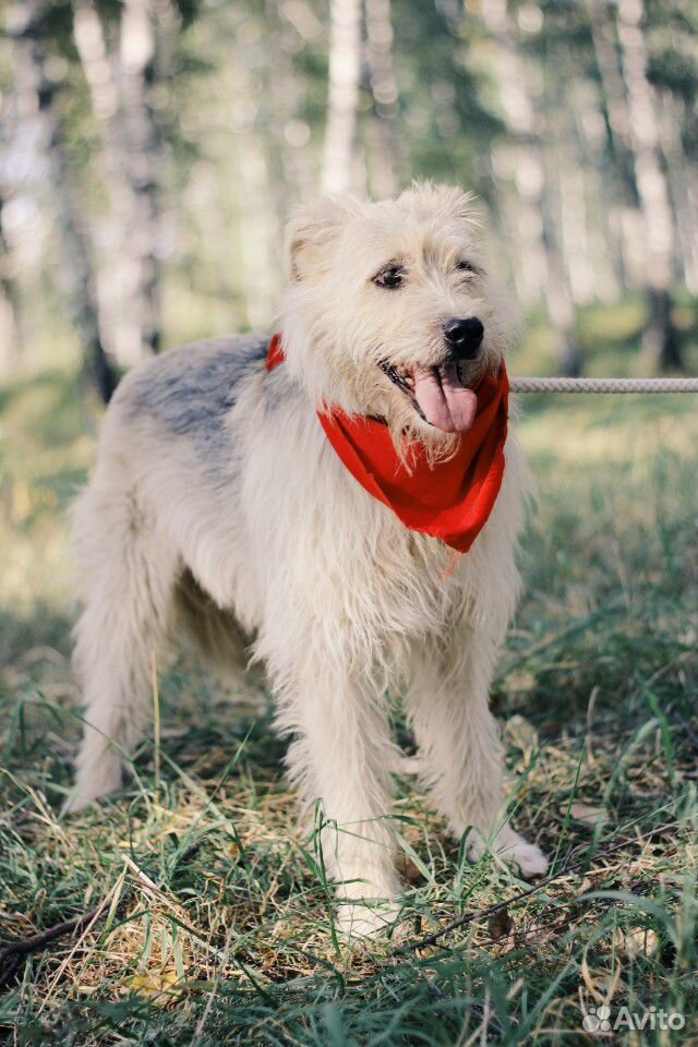 Терьеристая собака Иви в дар