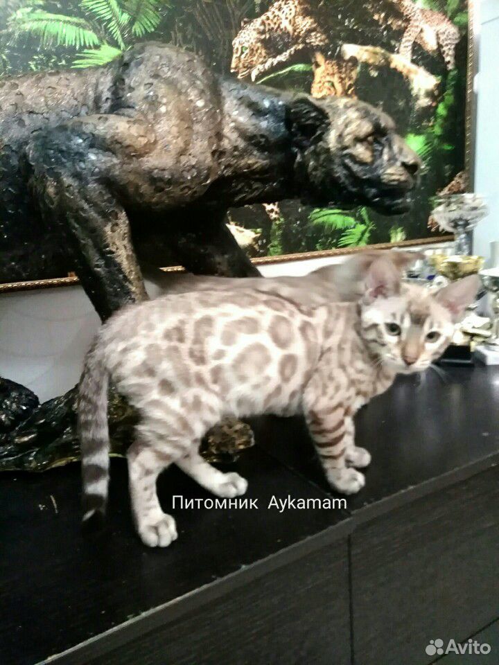 Бенгальские снежные котята котики