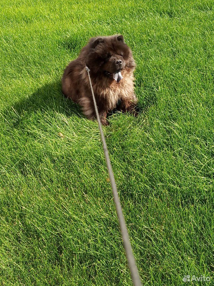 Шерсть чау чау