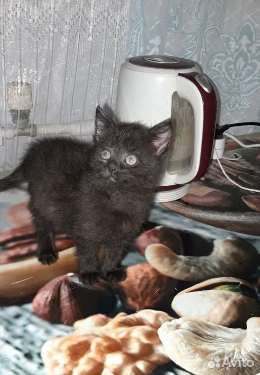 Игривые, маленькие котята в добрые руки