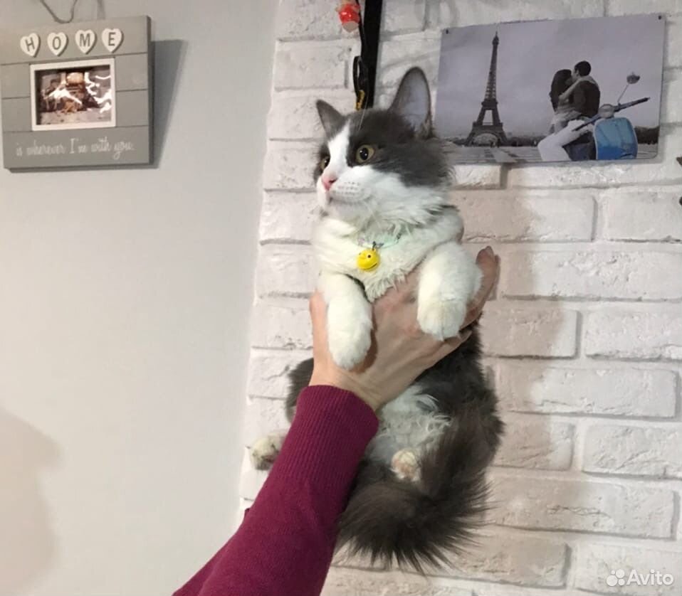 Самая лучшая в мире Сонечка, котенок 3,5 мес