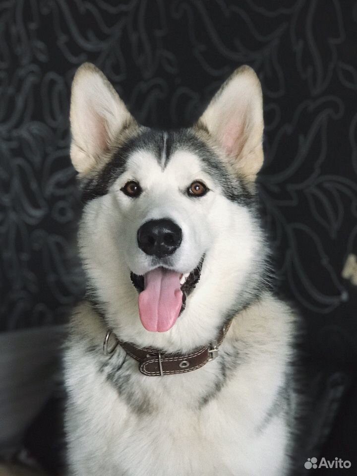 Аляскинский маламут. Вязка