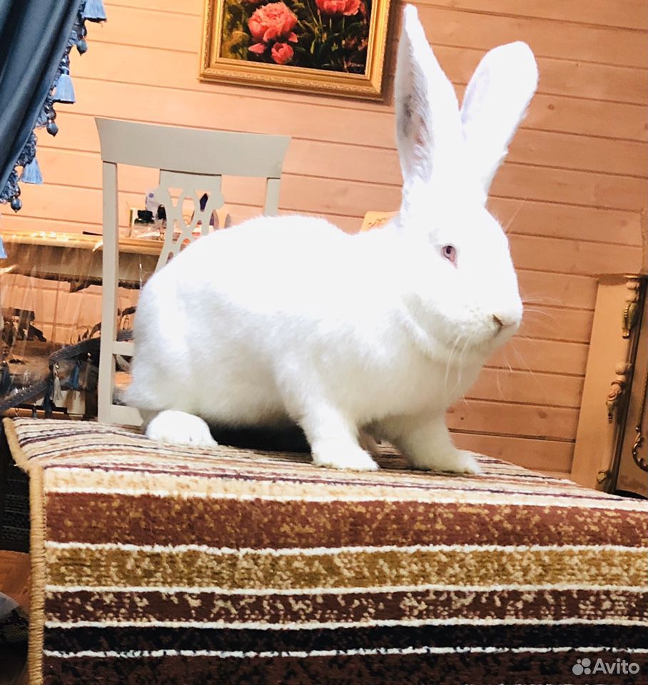 Шикарные кролики