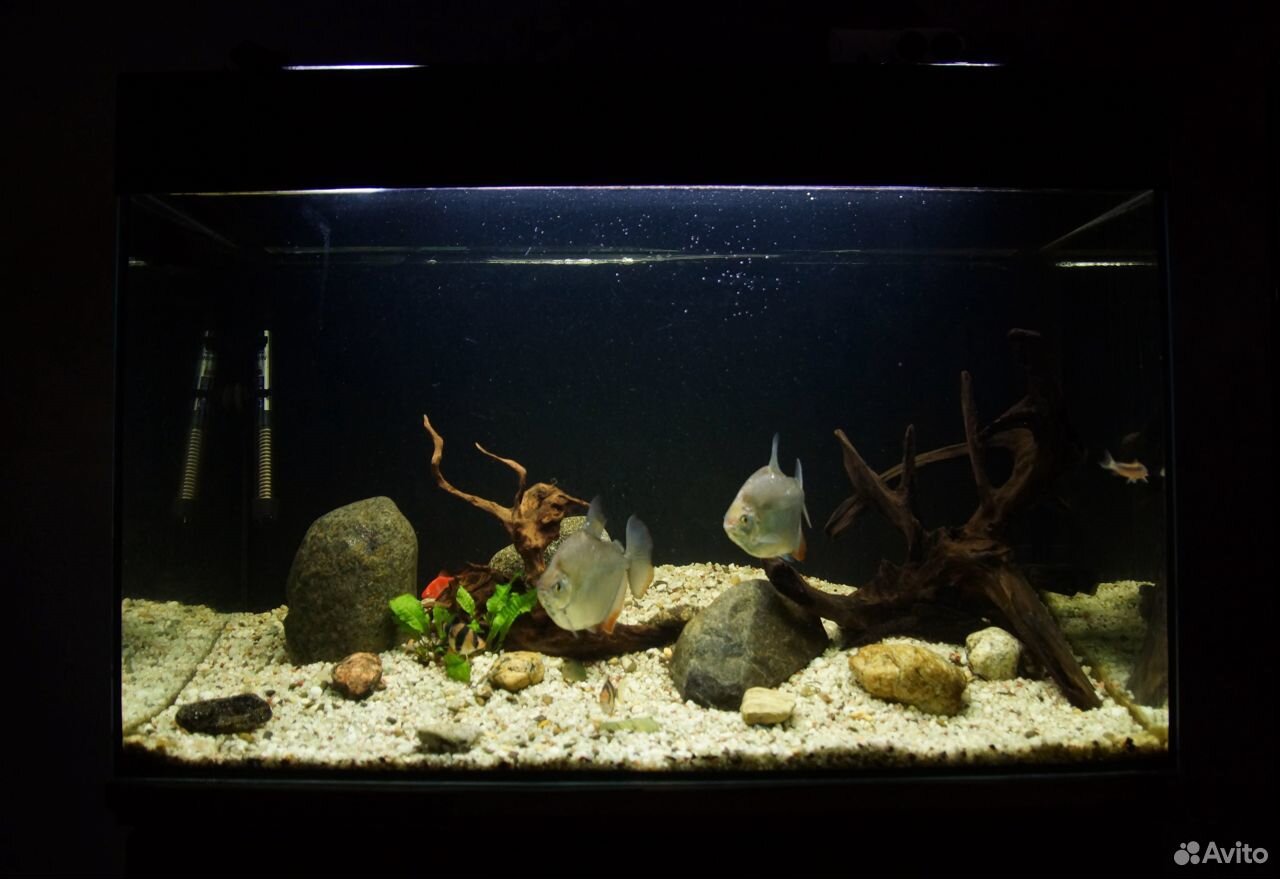 Аквариум 200л с тумбой и обитателями