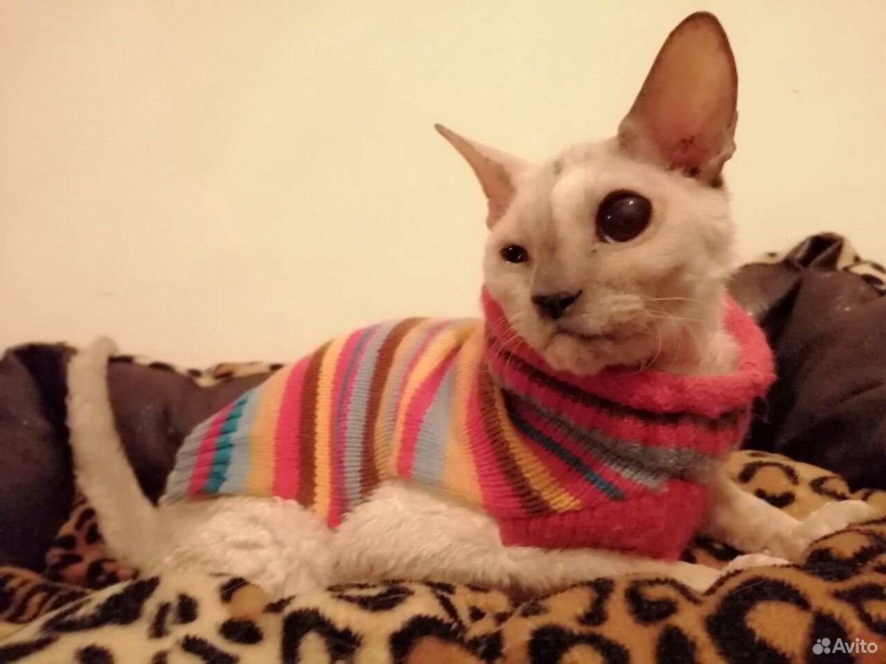 Симона в добрые руки