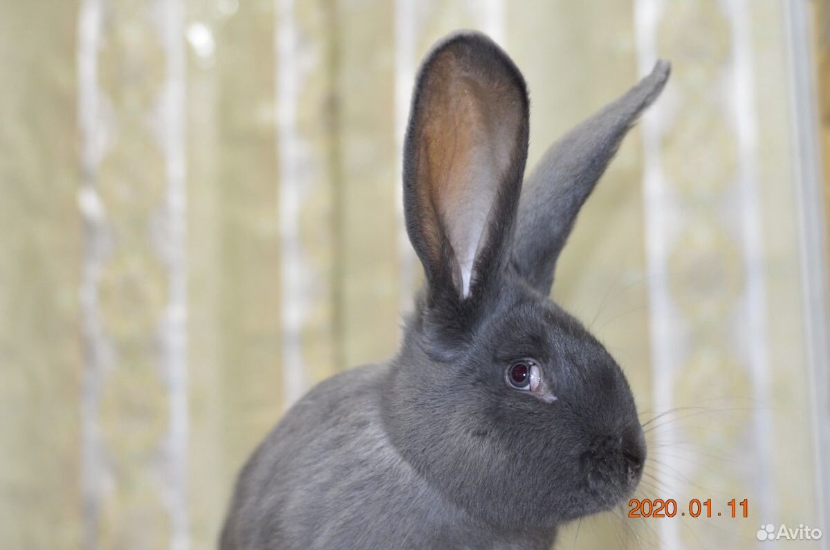 Кролик великаны ризен голубого окраса