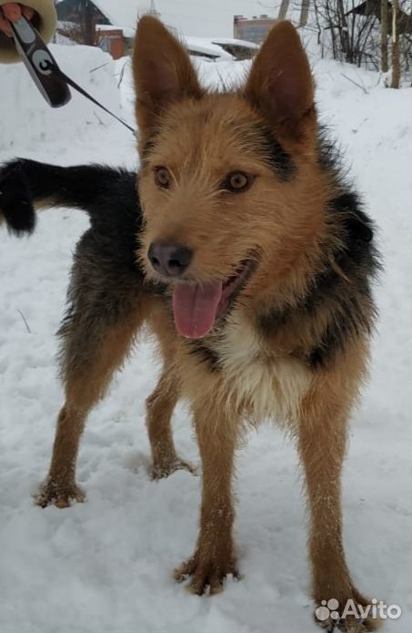 "Хатико" из приюта ищет дом