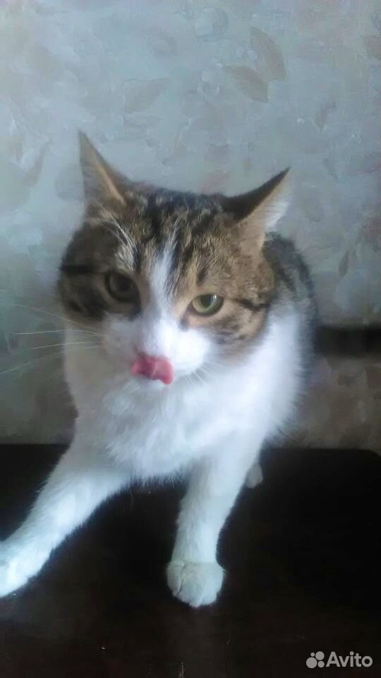 Котик - красавчик (кот, коты, кошки)