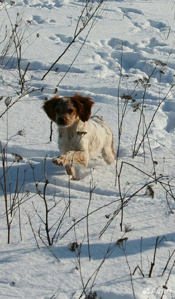 Бретонский эпаньоль щенки