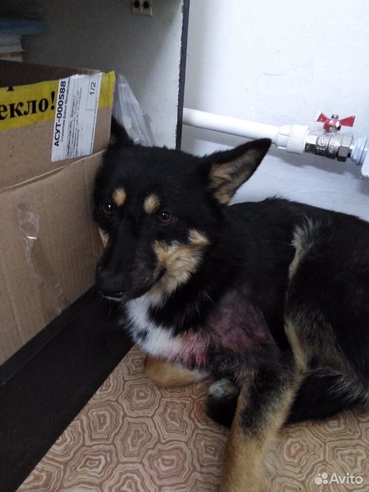 Злата сбитая девочка ищет дом