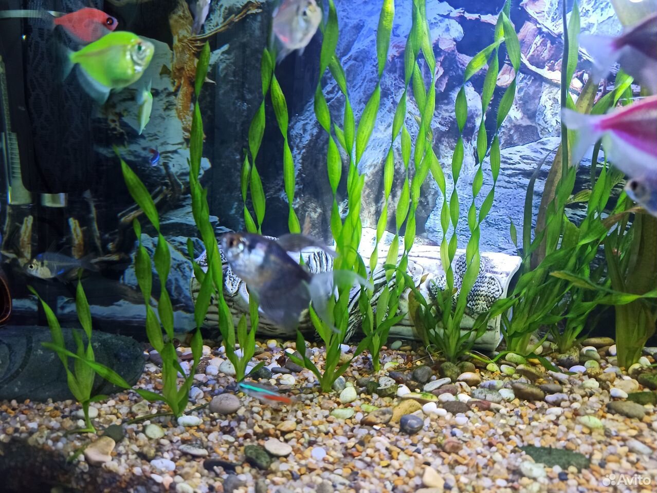 Стеклянный окунь+аквариумные растения