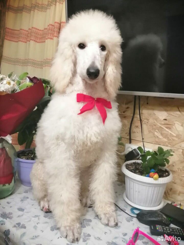 Королевский пудель