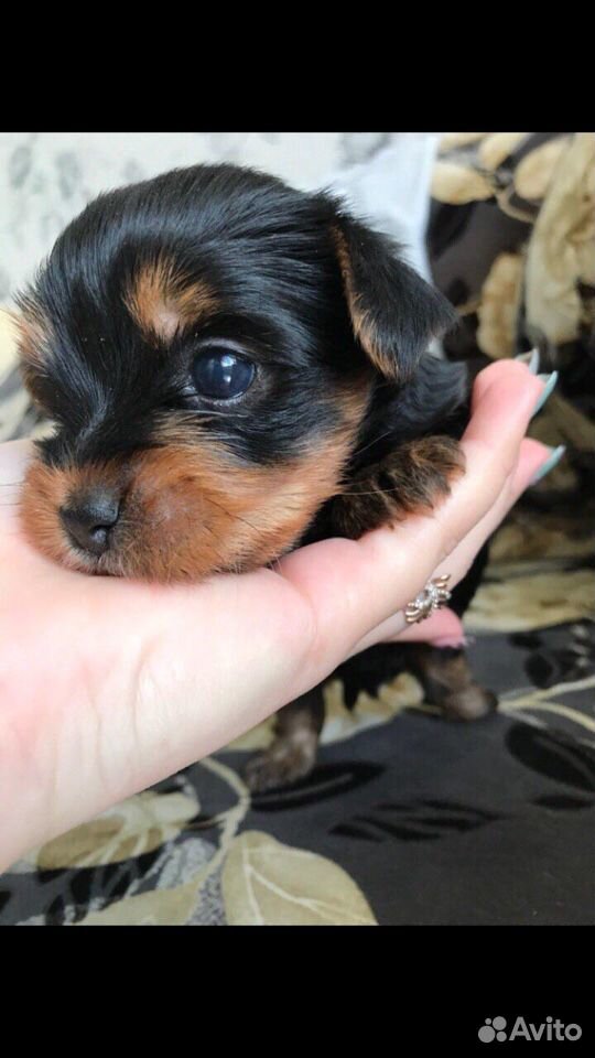 Йоркширский терьер