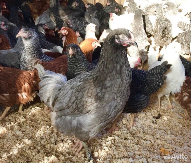 Куры, несушки, молодки, перепёлки, бройлеры