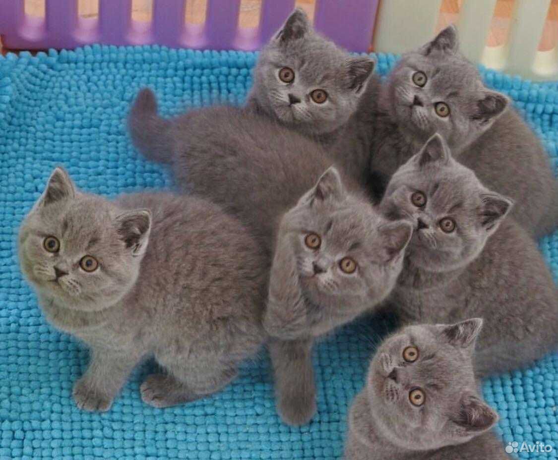 Красавцы британцы