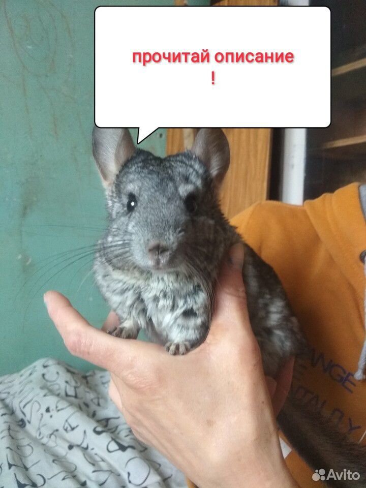 Шиншилла Тоша