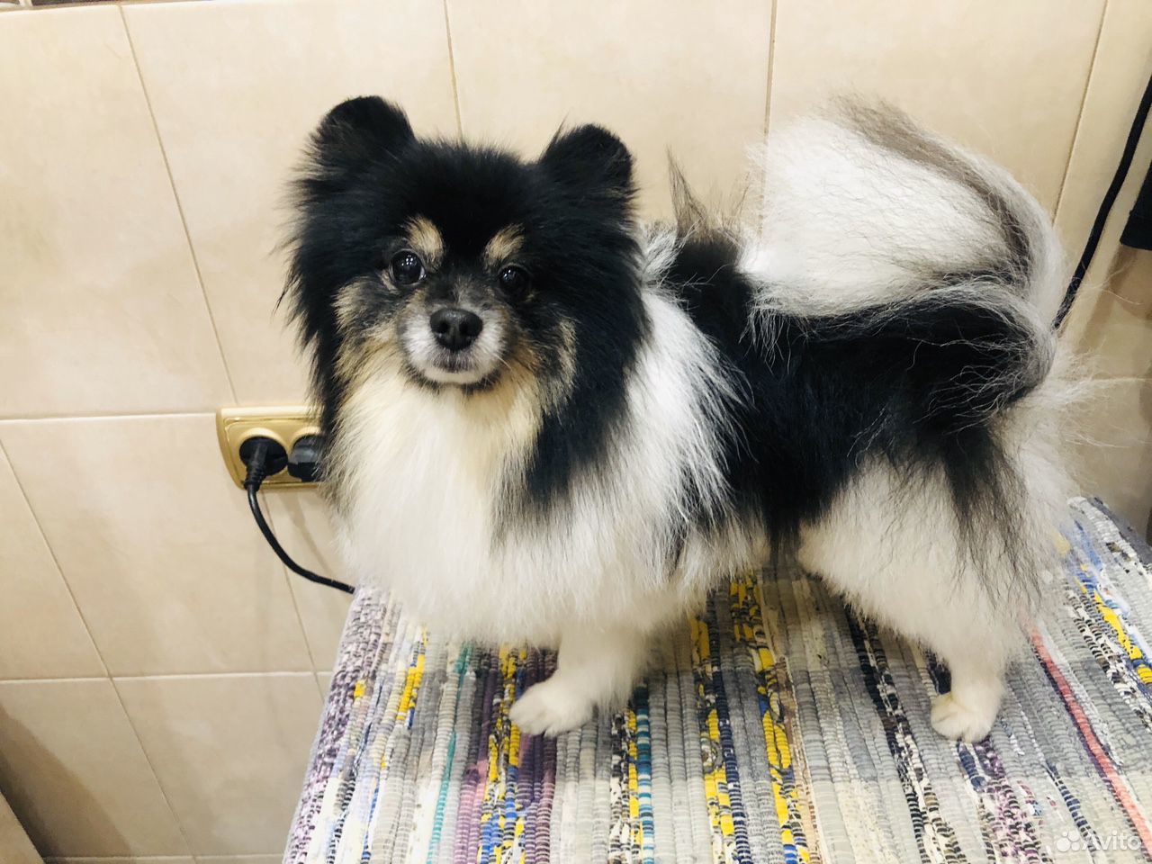 Красавец шпиц ищет подругу для вязки