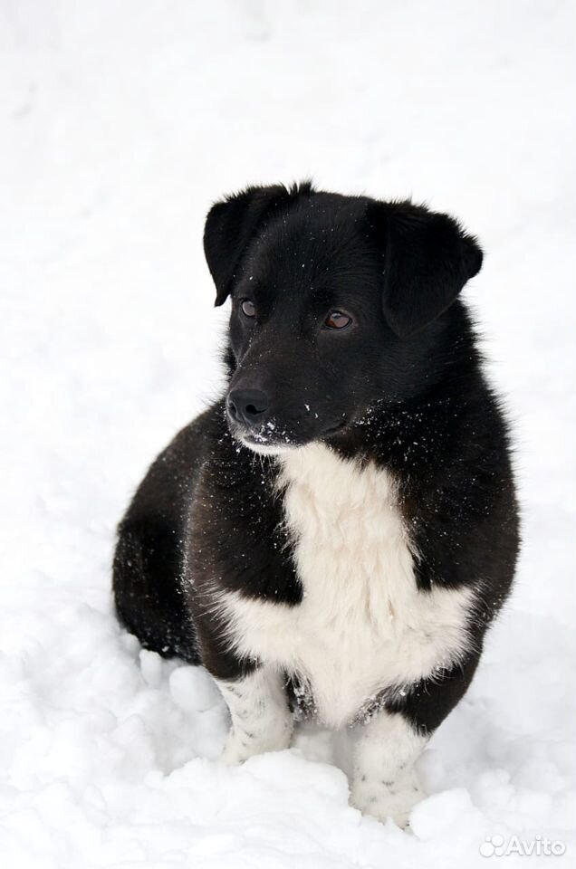 Рик в добрые руки