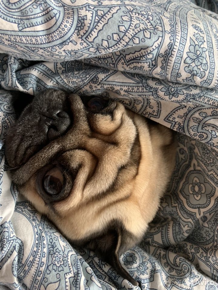 Мопс ищет невесту