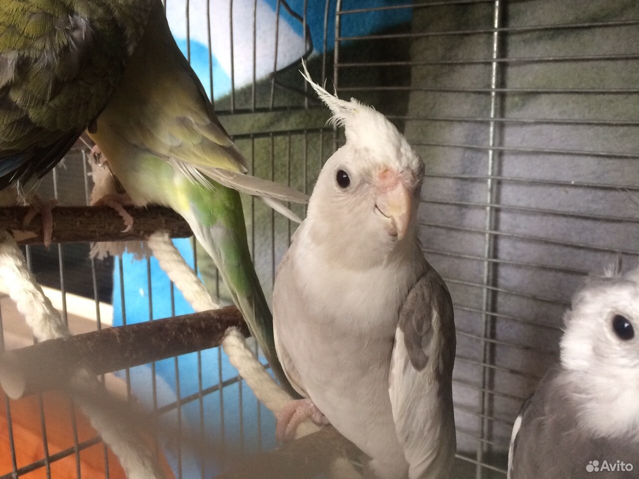 Попугай Корелла Альбино