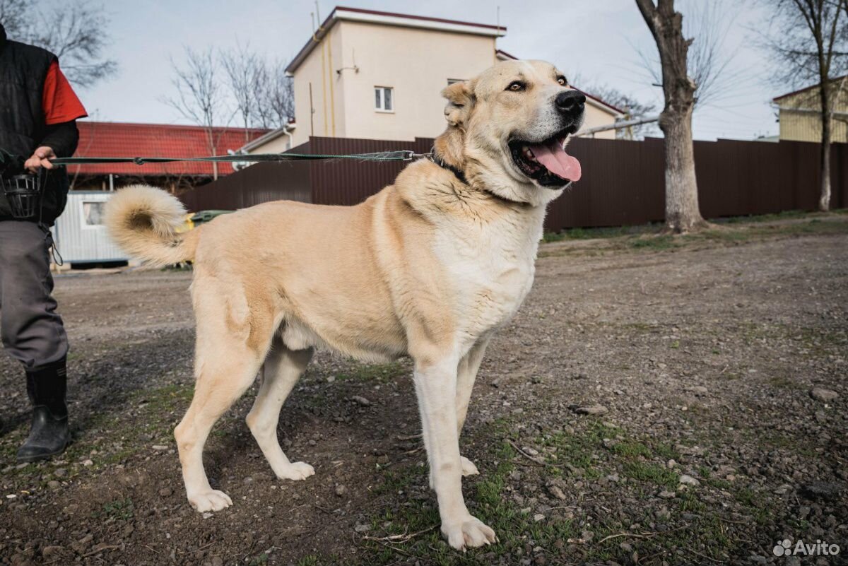 Собака из приюта ищет дом