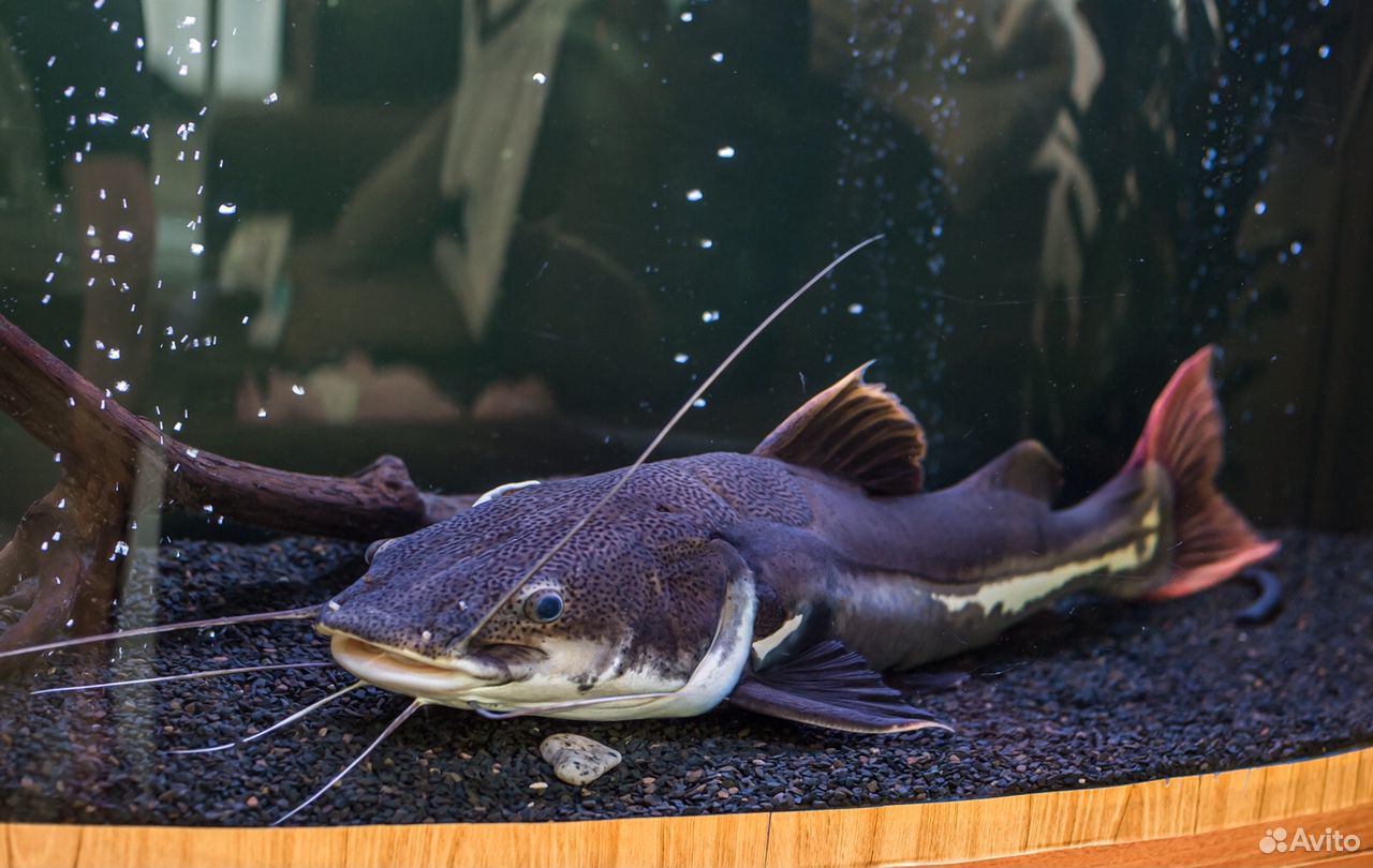 Сом краснохвостый