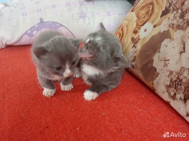 Милые британские котик и кошечка Ждут своих добрых