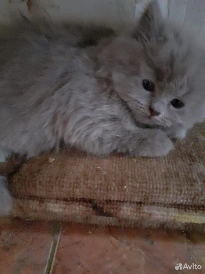 Шотландский котёнок