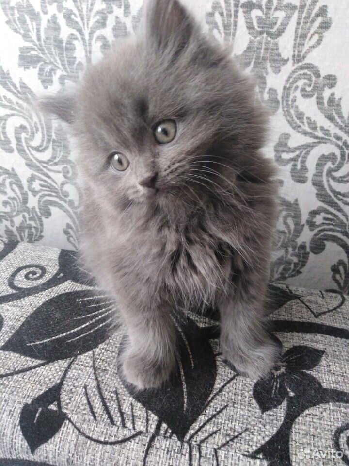 Полуперсидкие котята